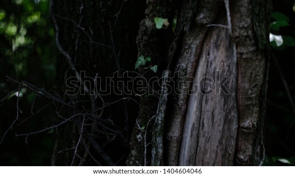 Dark Tree Trunk Forest Stock Photo 1404604046 | Shutterstock