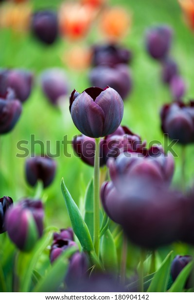 Dark Tulips Stock Photo (Edit Now) 180904142