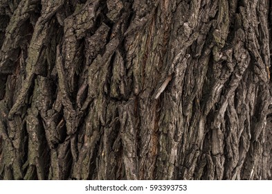 Dark Willow Tree Bark Texture Stock Photo 593393753 | Shutterstock