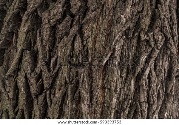 Dark Willow Tree Bark Texture Stock Photo 593393753 | Shutterstock