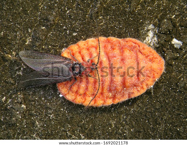 Dark Winged Scale Insect Pine Monophlebid Stock Photo 1692021178 ...