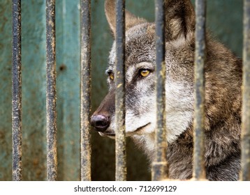 Dark Wolf Cage Stock Photo 712699129 | Shutterstock