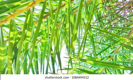 Date Palm Leaf Background Stock Photo 1084494512 | Shutterstock