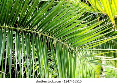 Date Palm Leaf Background Texture Selective Stock Photo 1247465515 ...