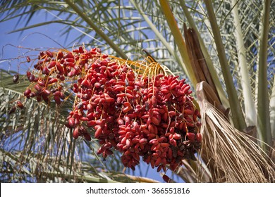 28,030 Red Dates Tree Images, Stock Photos & Vectors | Shutterstock