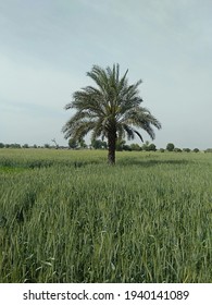 Date Palm Tree Fields Stock Photo 1940141089 | Shutterstock