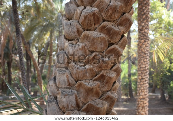 Date Palm Tree Trunk Detail 5 Stock Photo (Edit Now) 1246813462 Date Palm Tree Trunk Detail 5 Stock Photo (Edit Now) 1246813462