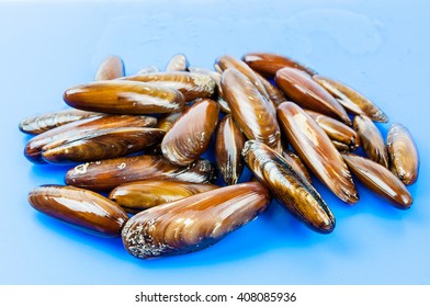 4,475 Date shells Images, Stock Photos & Vectors | Shutterstock