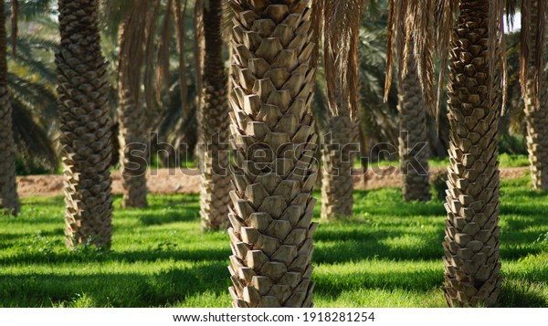 Dates Tree Stem Trunk Palm Tree Stock Photo (Edit Now) 1918281254