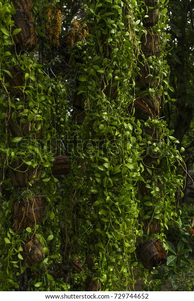 Dave Tree Stock Photo 729744652 | Shutterstock