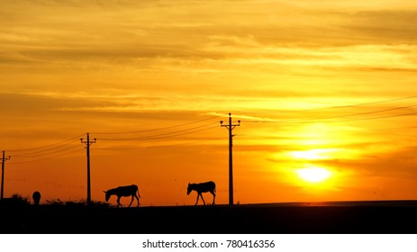 8 Ashamed Donkey Bilder, Stockfotos und Vektorgrafiken | Shutterstock