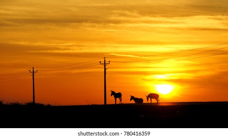 8 Ashamed Donkey Bilder, Stockfotos und Vektorgrafiken | Shutterstock