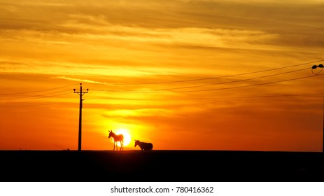 8 Ashamed Donkey Bilder, Stockfotos und Vektorgrafiken | Shutterstock