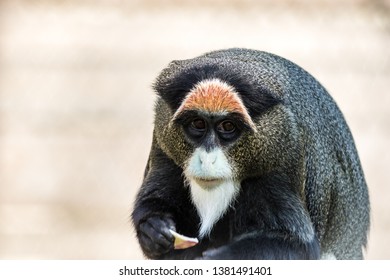86 De Brazza's Guenon Images, Stock Photos & Vectors | Shutterstock