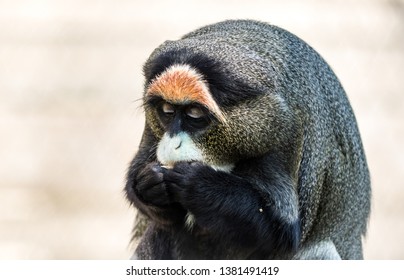 86 De Brazza's Guenon Images, Stock Photos & Vectors | Shutterstock