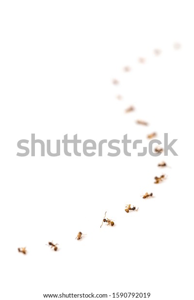 Dead Ants Queue Line S Curve Stock Photo 1590792019 | Shutterstock