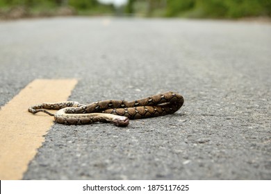 2,697 Roadkill Images, Stock Photos & Vectors | Shutterstock