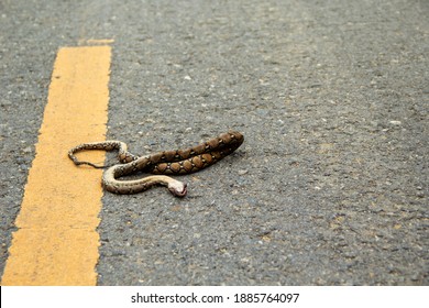 2,697 Roadkill Images, Stock Photos & Vectors | Shutterstock