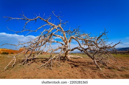 3,056 Dead western tree Images, Stock Photos & Vectors | Shutterstock