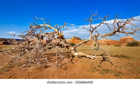 3,056 Dead western tree Images, Stock Photos & Vectors | Shutterstock