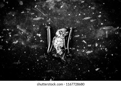 172 Bat carcasses Images, Stock Photos & Vectors | Shutterstock