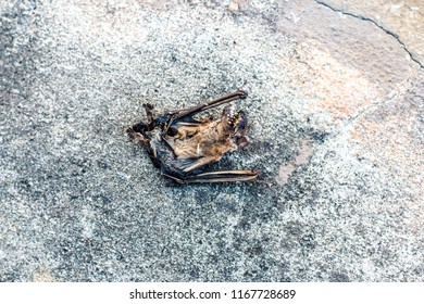 172 Bat carcasses Images, Stock Photos & Vectors | Shutterstock