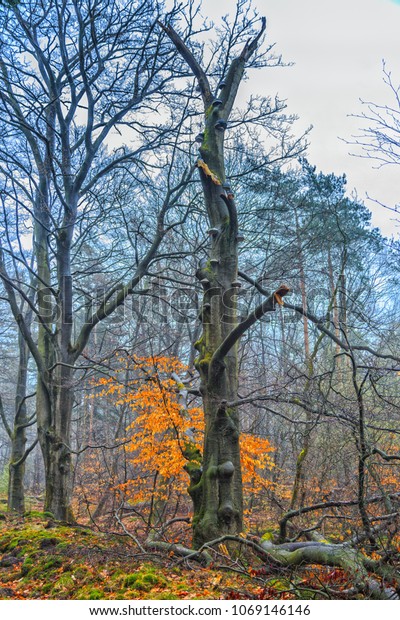 Dead Beech Tree Fagus Sylvatica Under Stock Photo 1069146146 | Shutterstock
