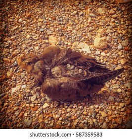 Dead Bird Stock Photo 587359583 | Shutterstock