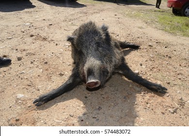 Dead Boar Stock Photo 574483072 | Shutterstock