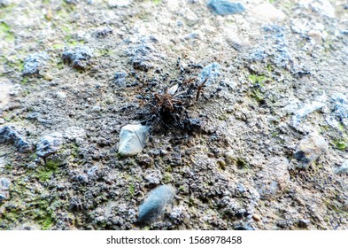 262 Dissect insects Images, Stock Photos & Vectors | Shutterstock