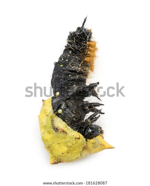 Dead Caterpillar While Transforming Chrysalid Isolated Stock Photo ...