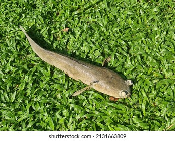 800 Dead Catfish Images, Stock Photos & Vectors | Shutterstock