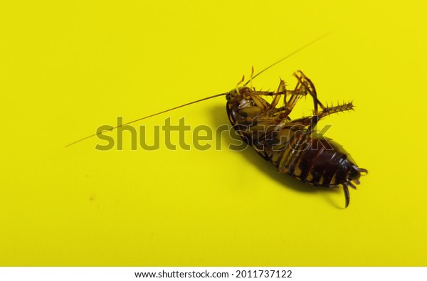 Dead Cockroach Lying Upside Down Yellow Stock Photo 2011737122 ...