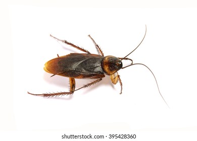 Dead Cockroach White Background Stock Photo 395428360 | Shutterstock