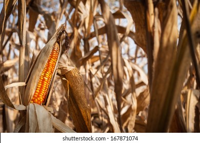 4,951 Dead crop field Images, Stock Photos & Vectors | Shutterstock