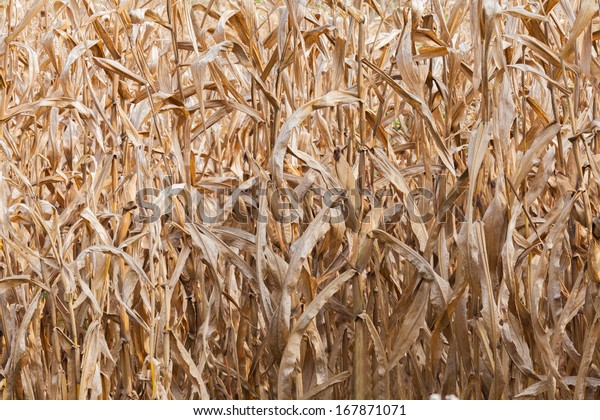 Dead Corn Stock Photo 167871071 | Shutterstock