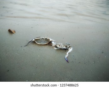 Dead Crab Shell Ane Leg On Stock Photo 1237488625 | Shutterstock