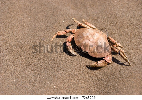 Dead Crab Shell On Sandy Red Stock Photo (Edit Now) 17265724