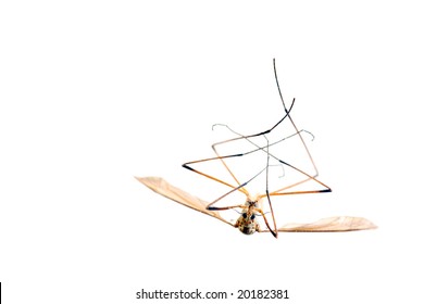 Dead Cranefly Stock Photo 20182381 | Shutterstock