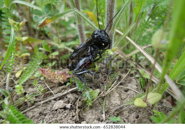 Dead Crickets Stock Photo 652838044 | Shutterstock