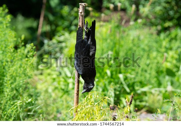 Dead Crow Hanged Upside Down Vegetable Stock Photo 1744567214 ...