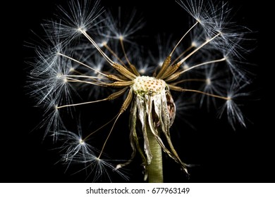 Dead dandelion : 1 417 images, photos et images vectorielles de stock ...
