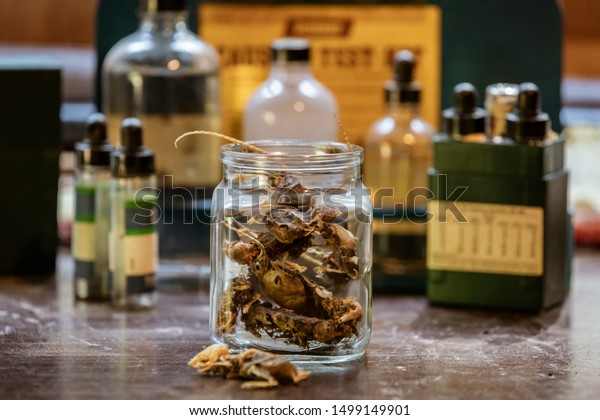 Dead Decayed Mummified Mouse Skeletons Jar Stock Photo 1499149901 ...