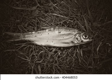 Dead Fish Stock Photo 404468053 | Shutterstock