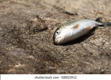 10,429 imágenes de Dead fish eye - Imágenes, fotos y vectores de stock ...