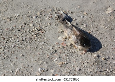 Dead Dory Fish On Sand Beach Stock Photo 1480499264 | Shutterstock