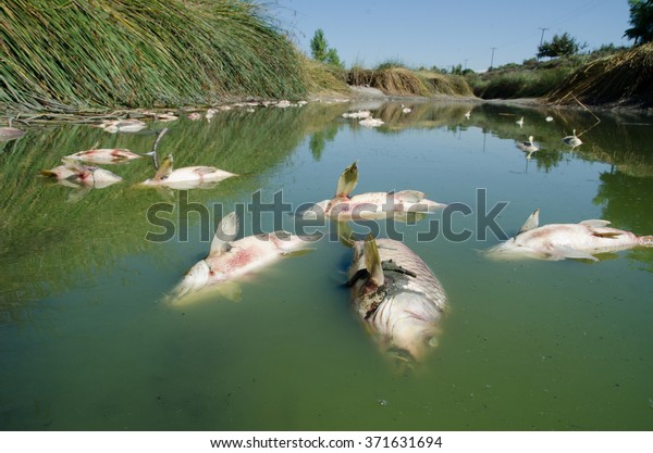 13,096 Dead Fish In The River Images, Stock Photos & Vectors | Shutterstock