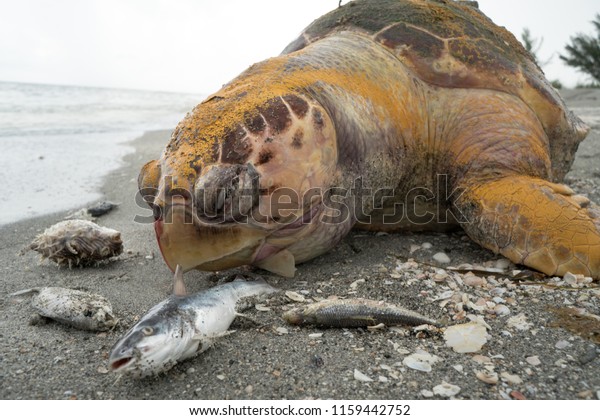 Dead Fish Endangered Loggerhead Turtle Due Stock Photo 1159442752 ...