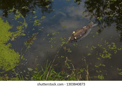Dead Fish Float On Surface Water Stock Photo 1303840873 | Shutterstock