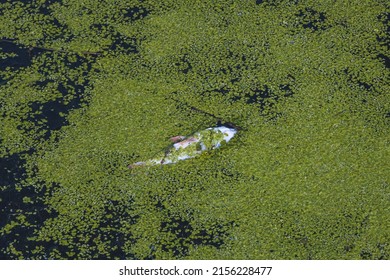 3,758 Dead algae Images, Stock Photos & Vectors | Shutterstock